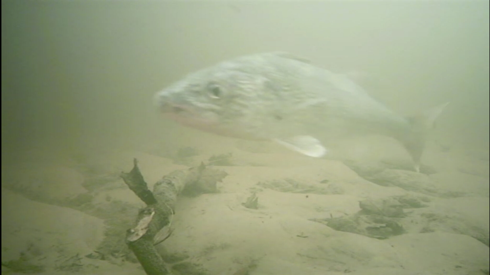 Wolf River Cam – One Look and You’re Hooked!